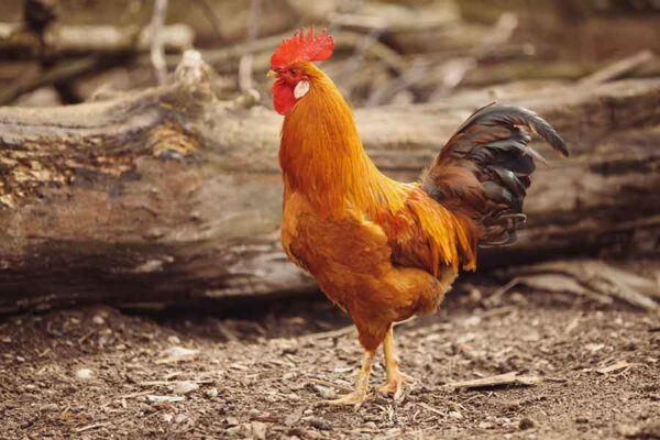 Infectious Coryza in Chickens: Symptoms, Treatment, Prevention, and ...