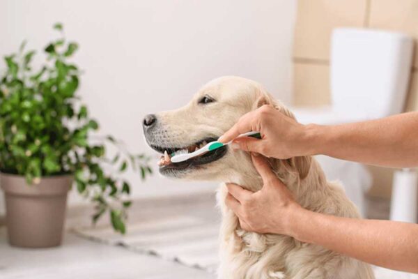 Can Dog Annual Vaccinations Be Done During Dental Cleaning? - Wixbio